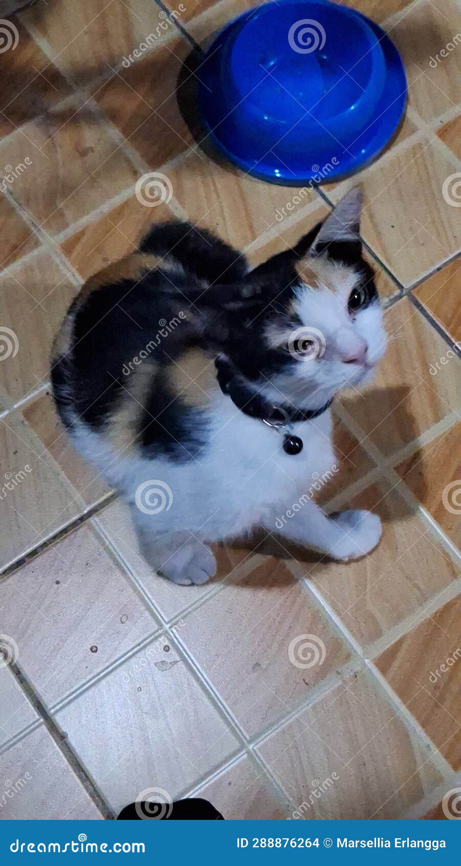 Itchy Cat Super Duper Cute To Look Stock Photo - Image of super, cute ...