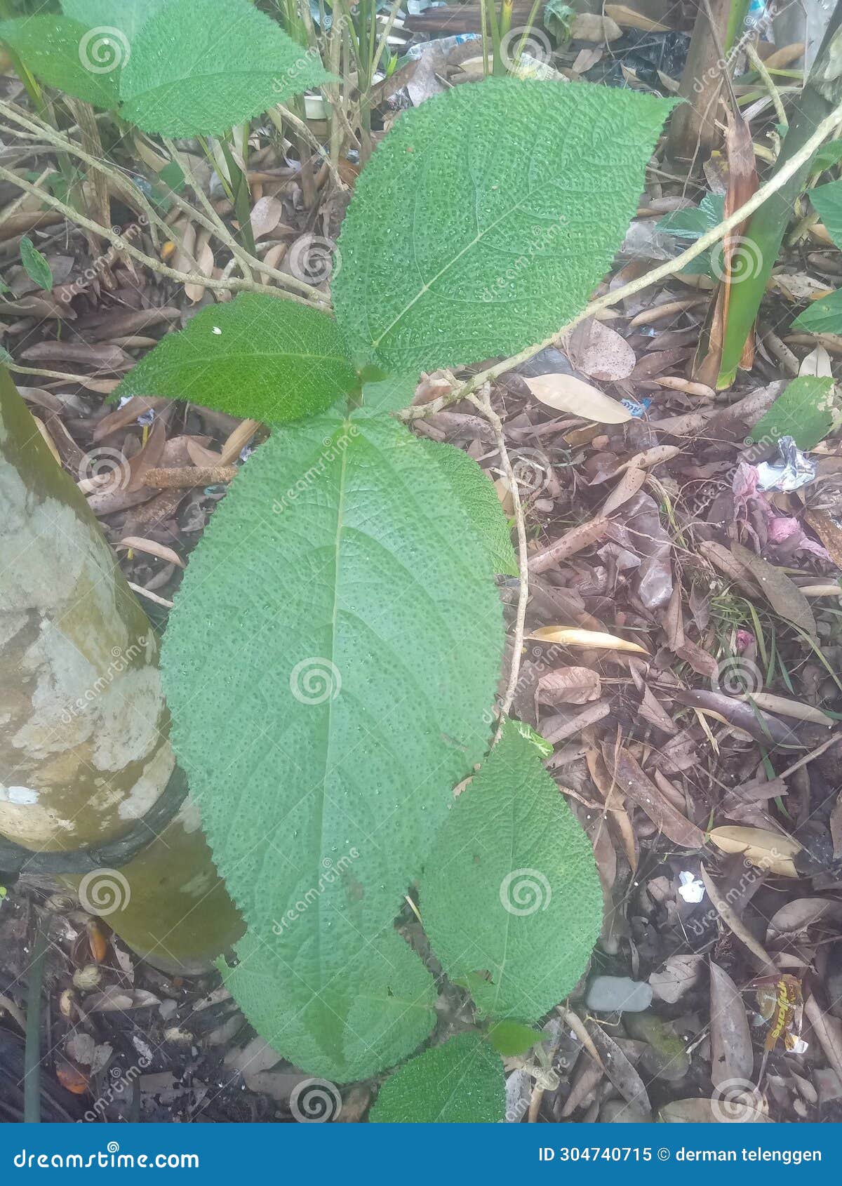 Itchy Leaves Which Are Typical Plants From Papua Stock Image ...
