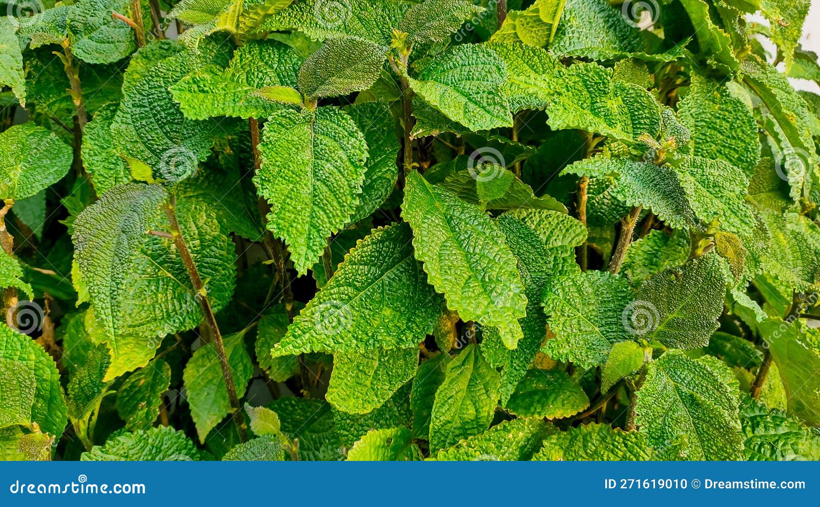 Itchy Leaves Which Are Typical Plants From Papua Stock Image ...