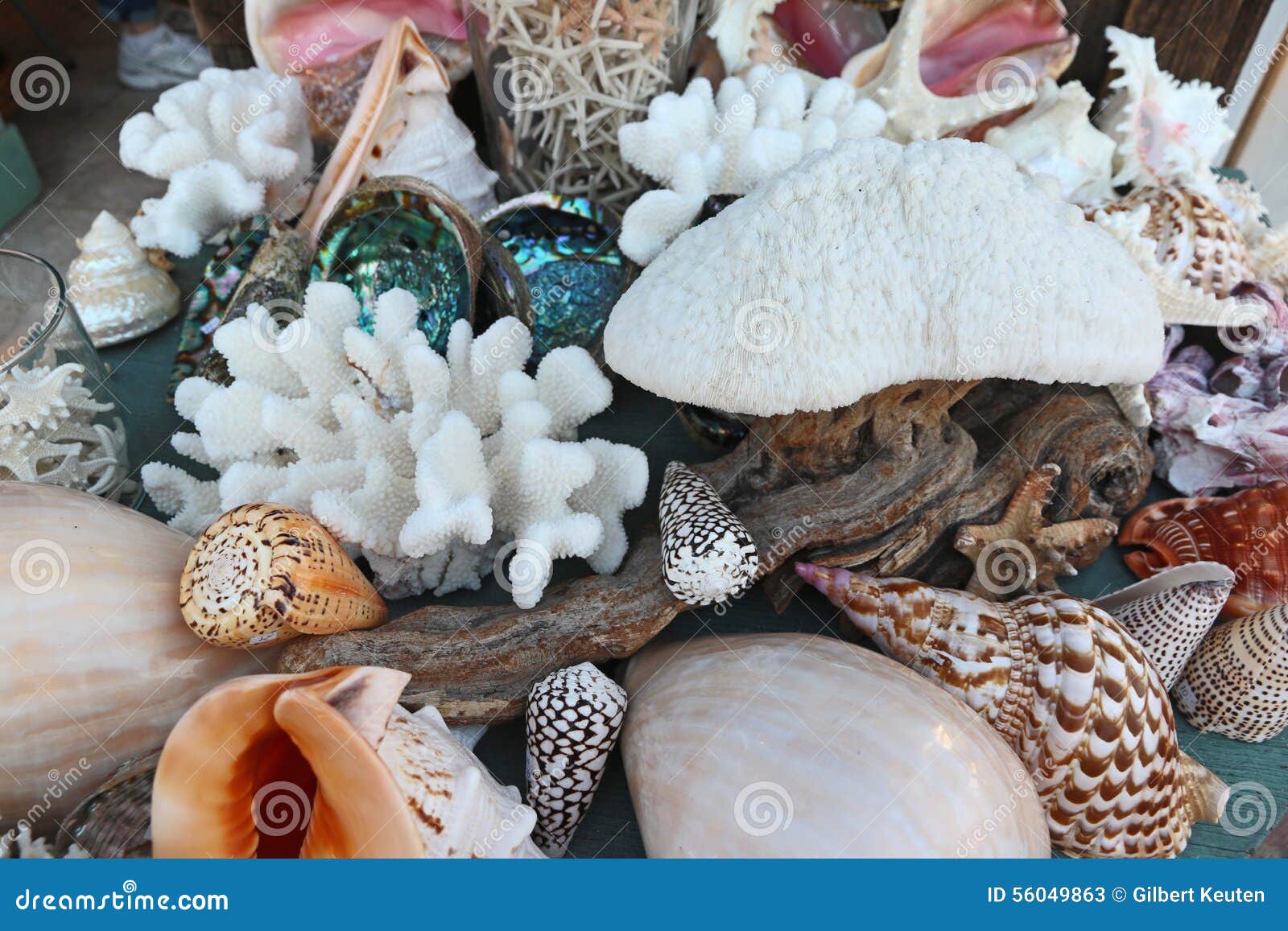 Items from the sea stock image. Image of colorful, shells - 56049863