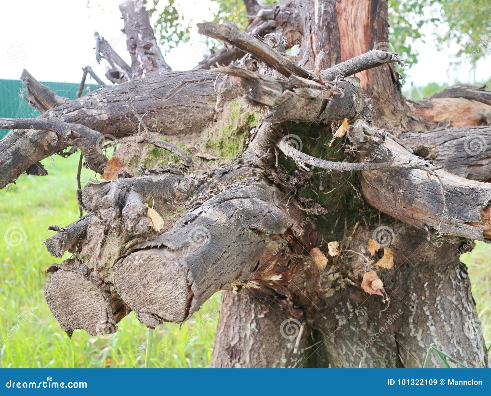 Inverted tree root stock image. Image of prepared, stump - 101322109