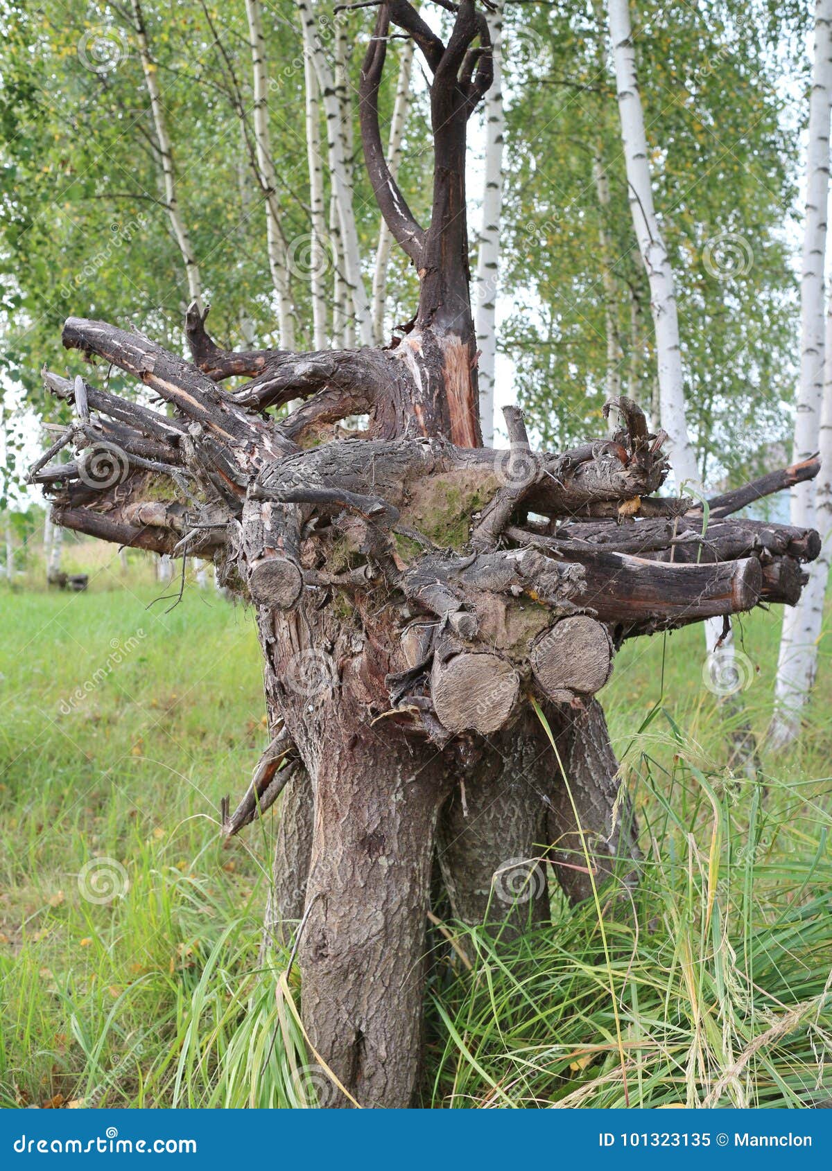Inverted tree root stock image. Image of root, fall - 101323135