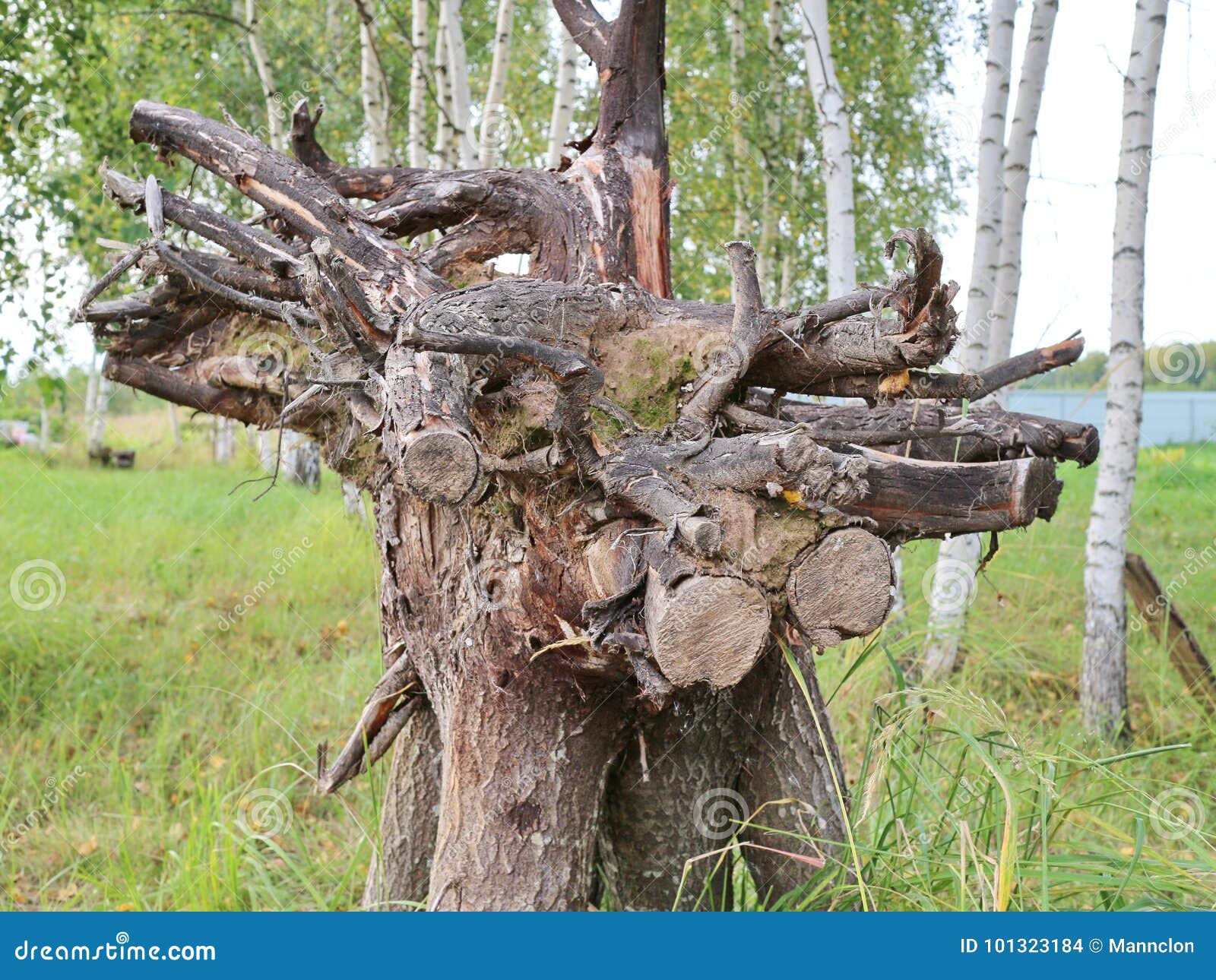 Inverted tree root stock photo. Image of forest, stump - 101323184