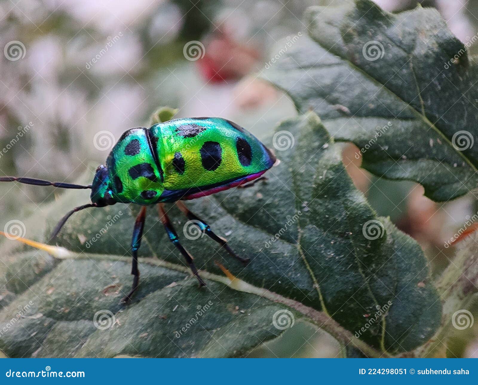 Itinerancia De Insectos Pequeños Imagen de archivo - Imagen de mosca ...