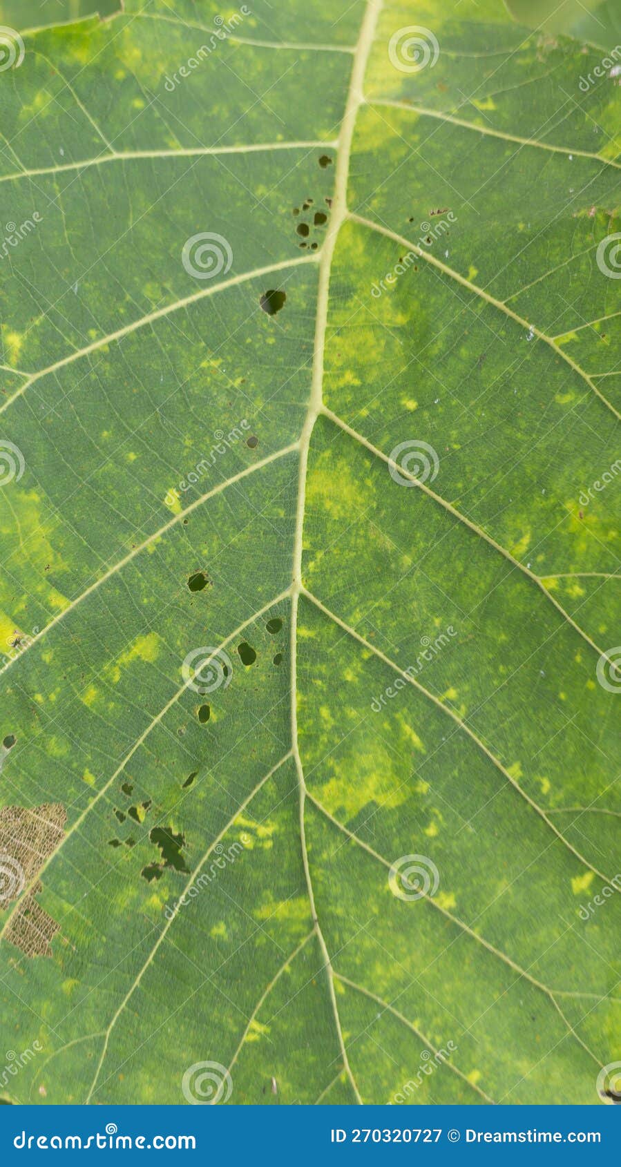 Itricate Texture of a Teak Leaf Up Close, Revealing the Unique Patterns ...