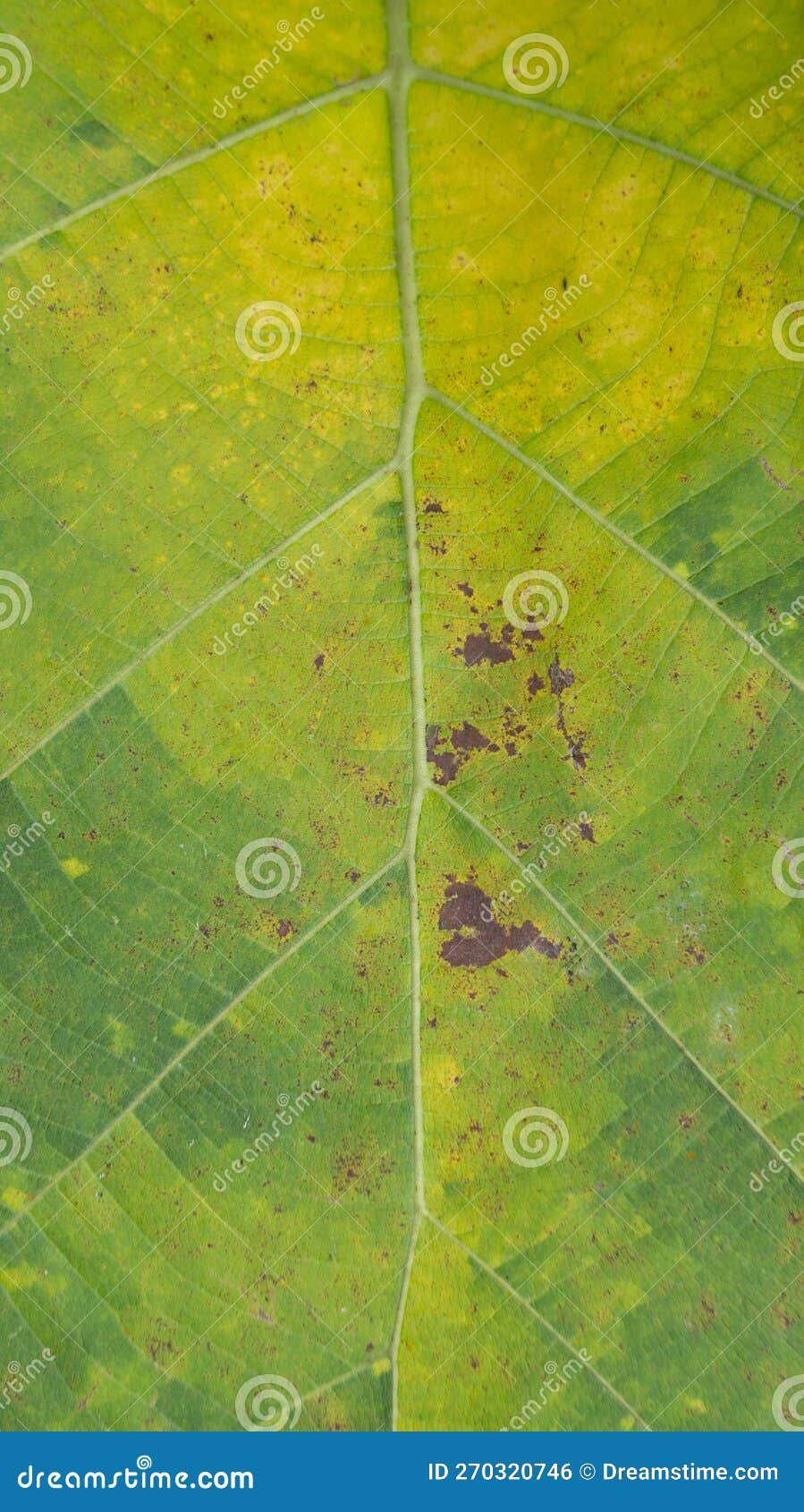 Itricate Texture of a Teak Leaf Up Close, Revealing the Unique Patterns ...
