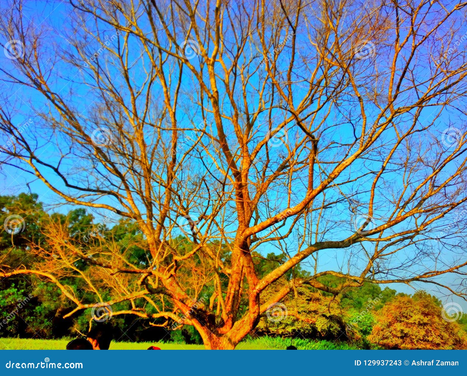 A alone tree. stock image. Image of natural, forest - 129937243