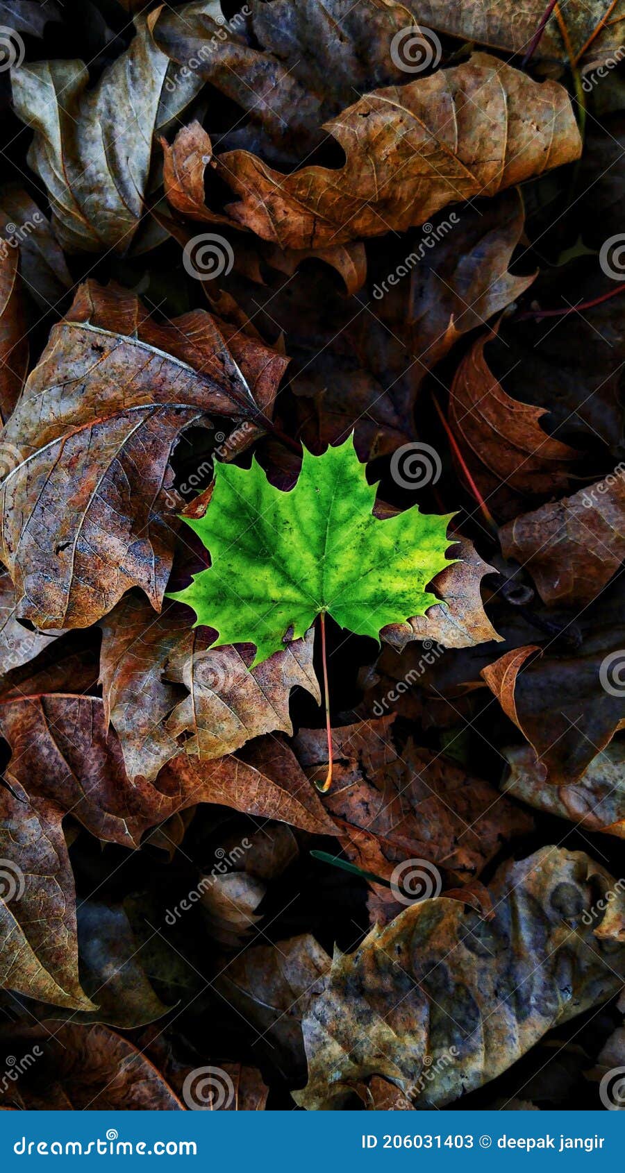 Amazing Leaf Texture Royalty-Free Stock Image | CartoonDealer.com #2868280