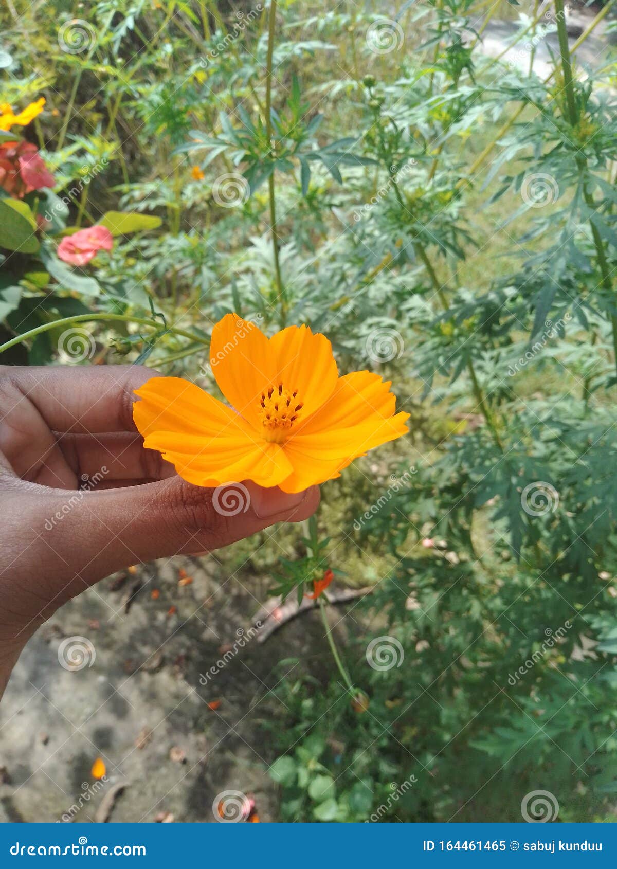 Flowwer Stock Photos - Download 73 Royalty Free Photos