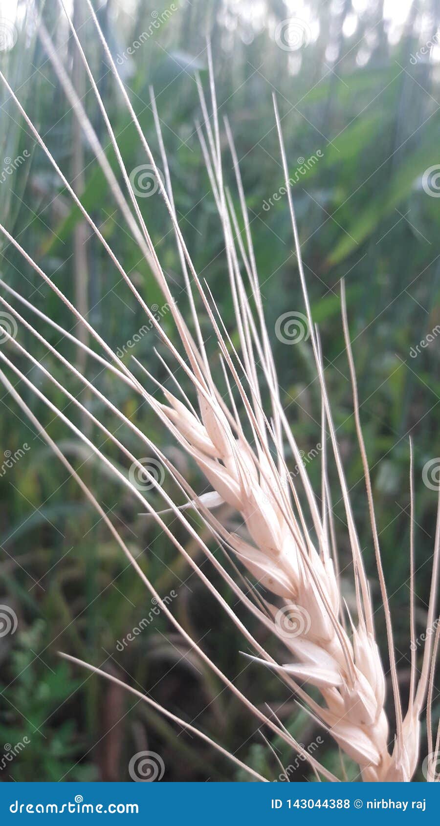 Grain stock photo. Image of speaking, grains, like, look - 143044388