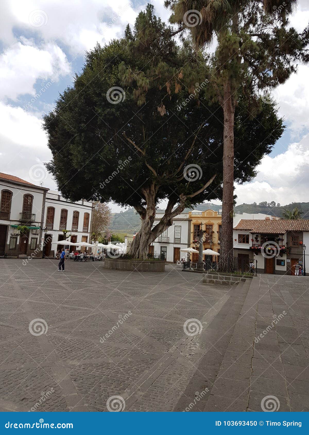 Big Tree stock photo. Image of spain, green, tree - 103693450
