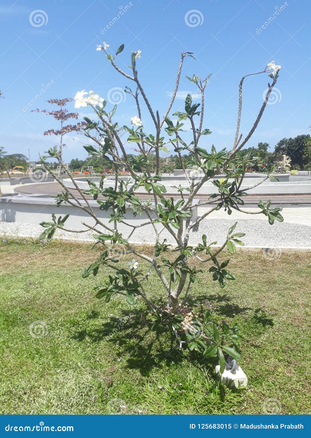 Its Call White Araliya Tree in the Park . Stock Image - Image of flower ...
