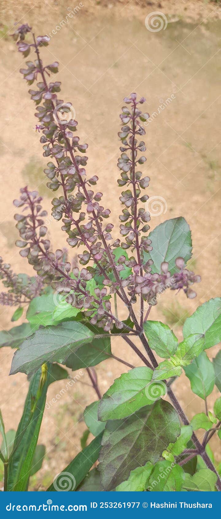 Its called maduruthala stock image. Image of maduruthala - 253261977