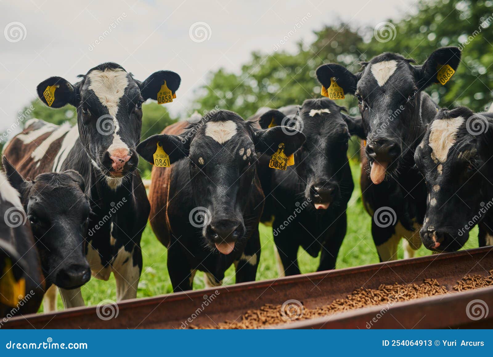 Its Chow Time. a Herd of Cows Feeding on a Dairy Farm. Stock Image ...