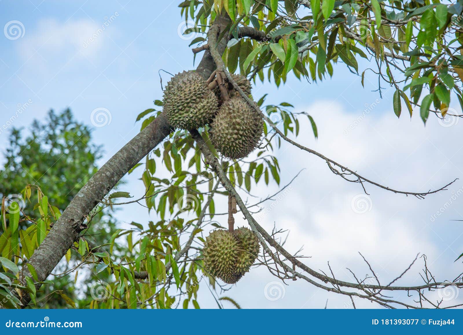 Durian on tree. stock image. Image of durio, smell, season - 181393077