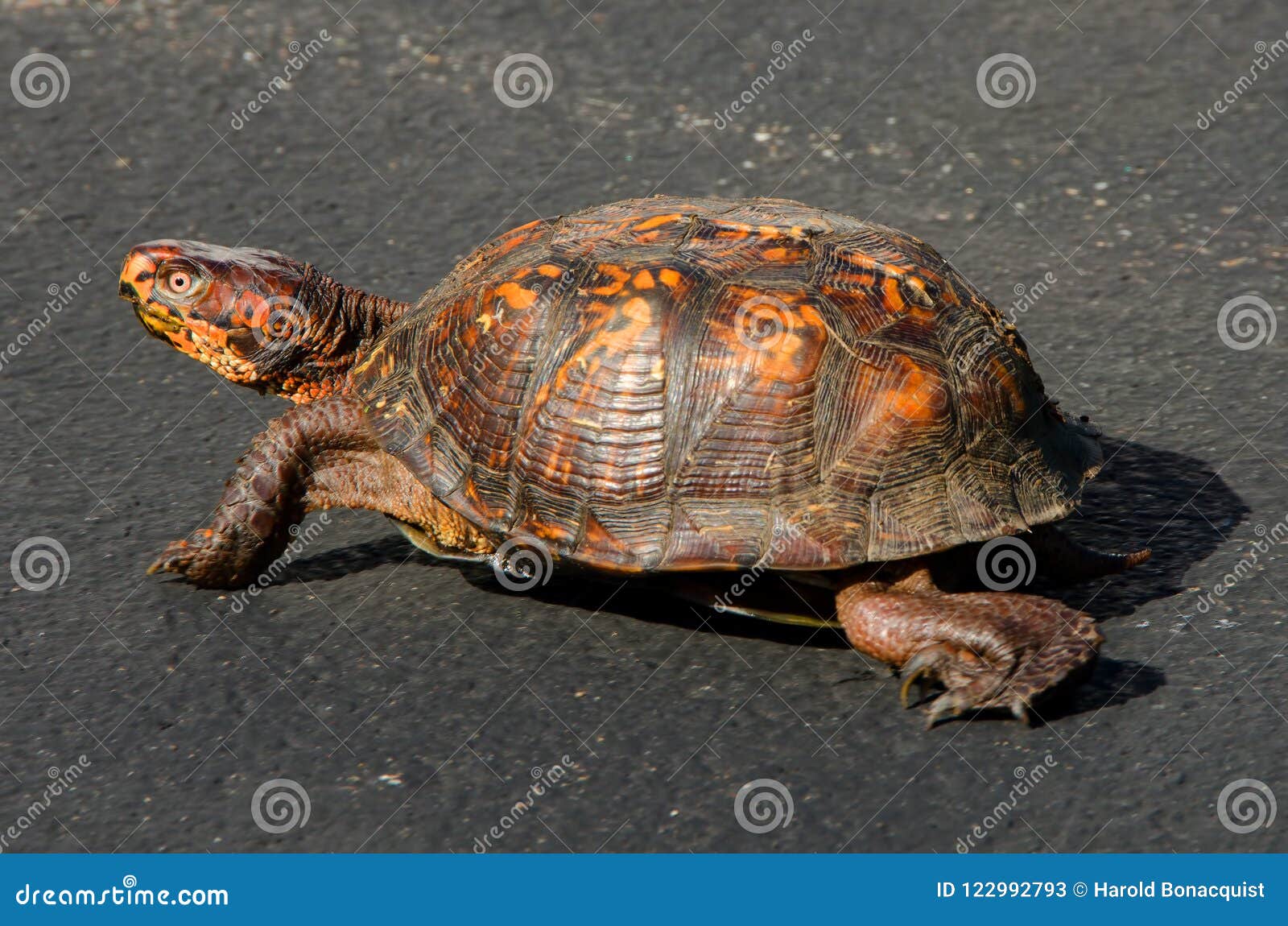 Eastern Box Turtle Walking Along the Ground Stock Image - Image of head ...