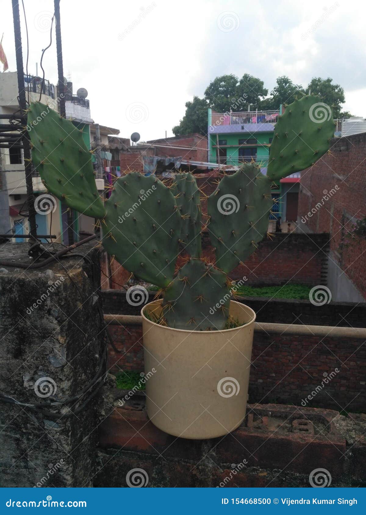 Its nagfani tree stock photo. Image of hole, time, nose - 154668500
