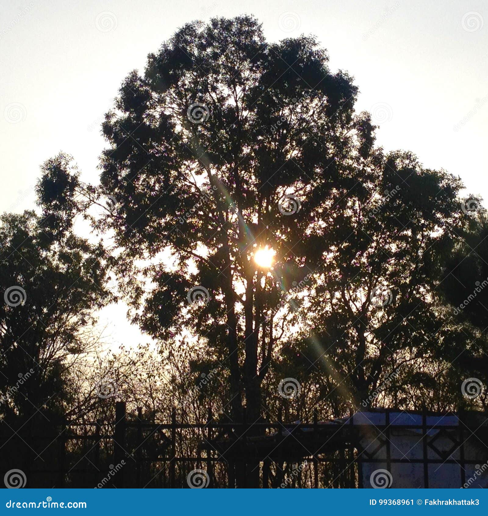 Sun behind tree stock image. Image of greenish, tree - 99368961