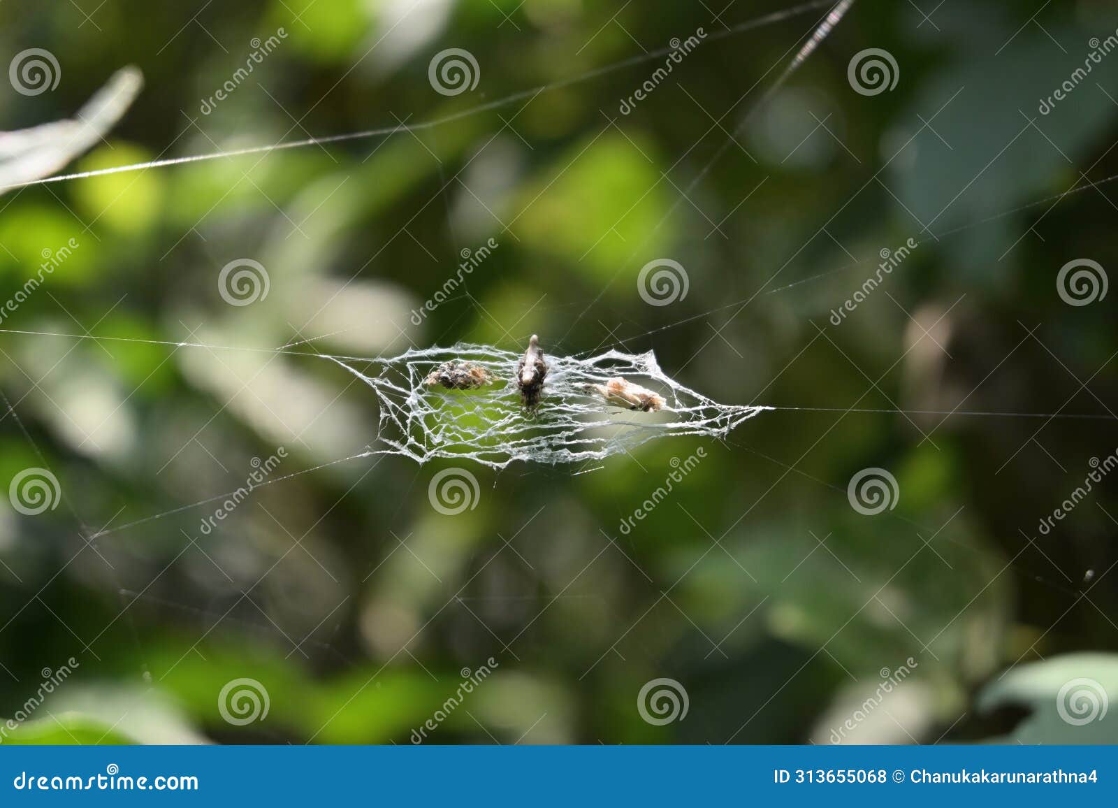 On Its Spider Web, a Trashline Orb Weaver Spider with Captured Insects ...