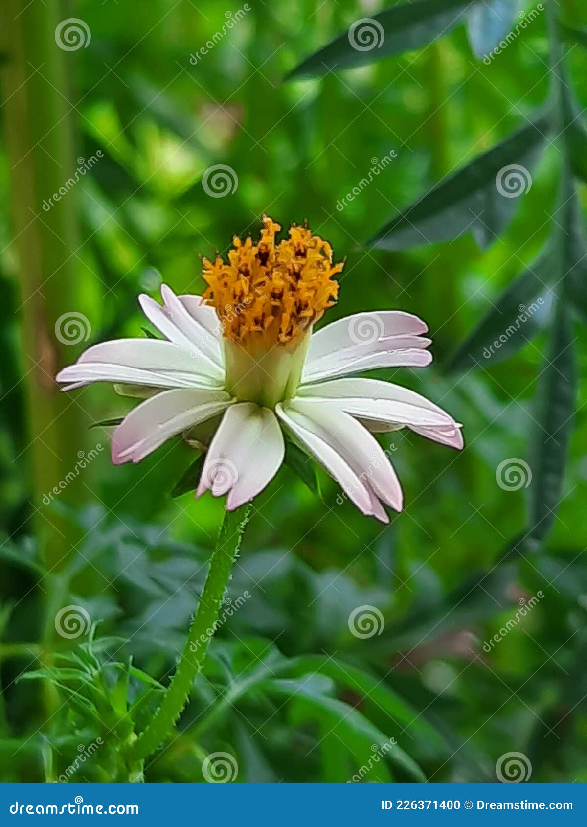 Bloom time of flower bud stock photo. Image of flower - 226371400