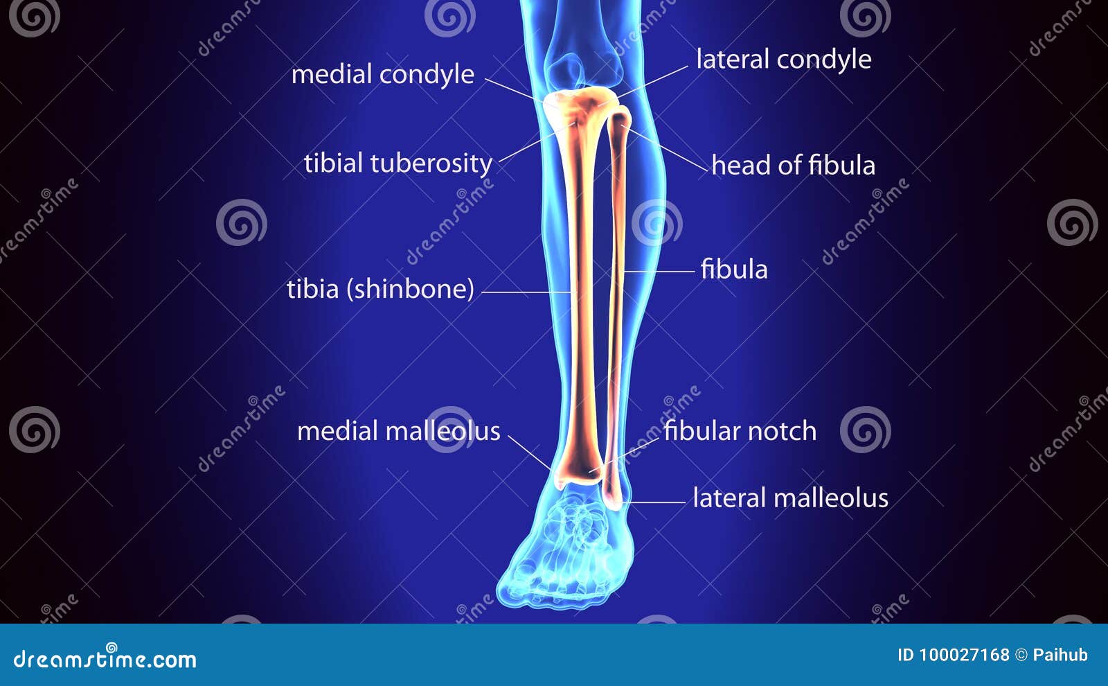 Fibular Notch Of Tibia