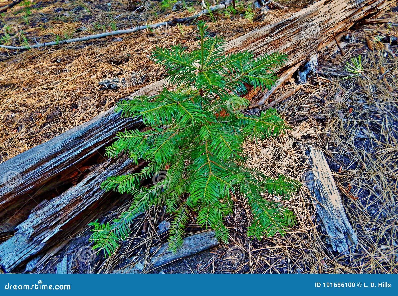 The Itsy Bitsy Tree stock photo. Image of scene, grass - 191686100