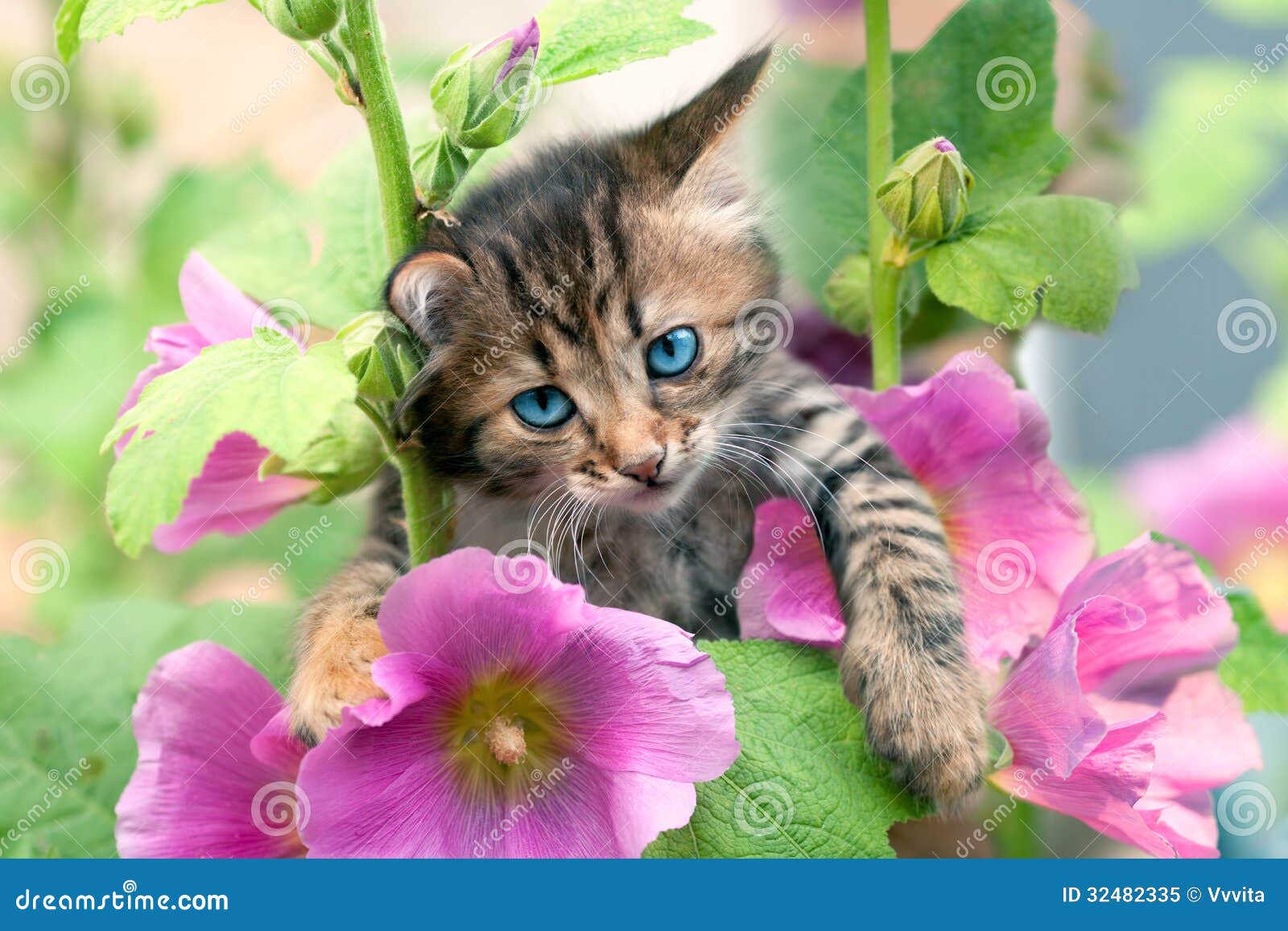 Little kitten in flowers stock image. Image of blue, hang - 32482335