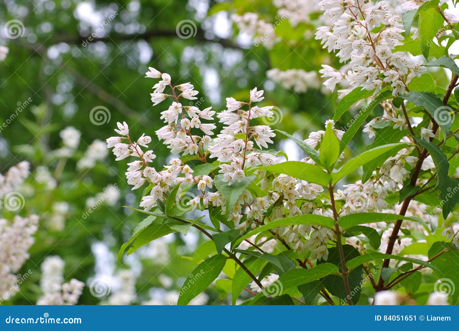 Ittleleaf Mock-orange, Philadelphus Microphyllus Stock Image - Image of ...