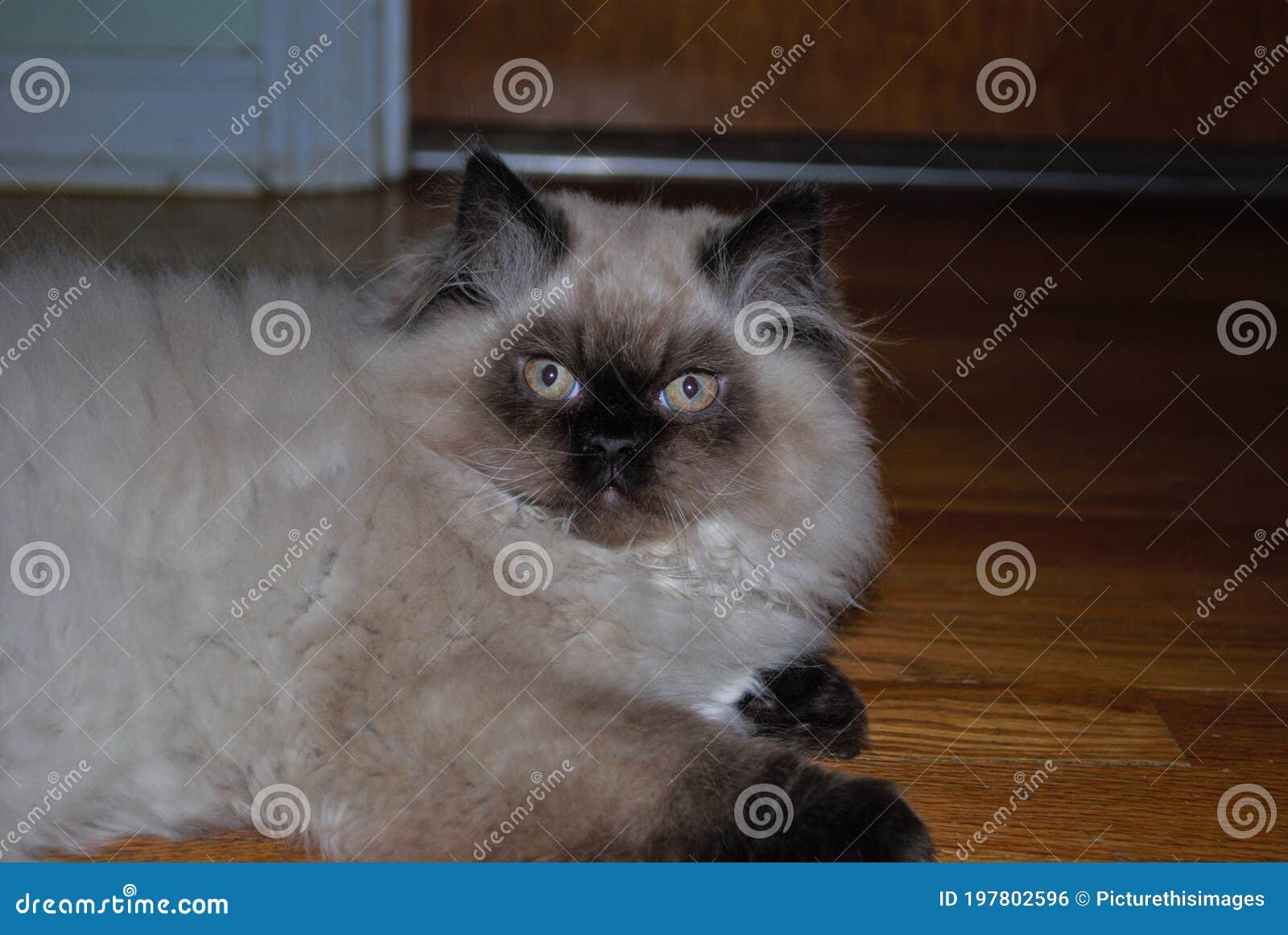 Itty Bitty Himalayan Kitten Looking Nervously into the Distance Stock ...