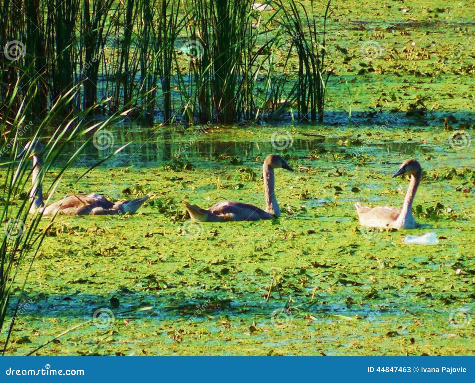 Geese. the lake. green. stock image. Image of silver - 44847463