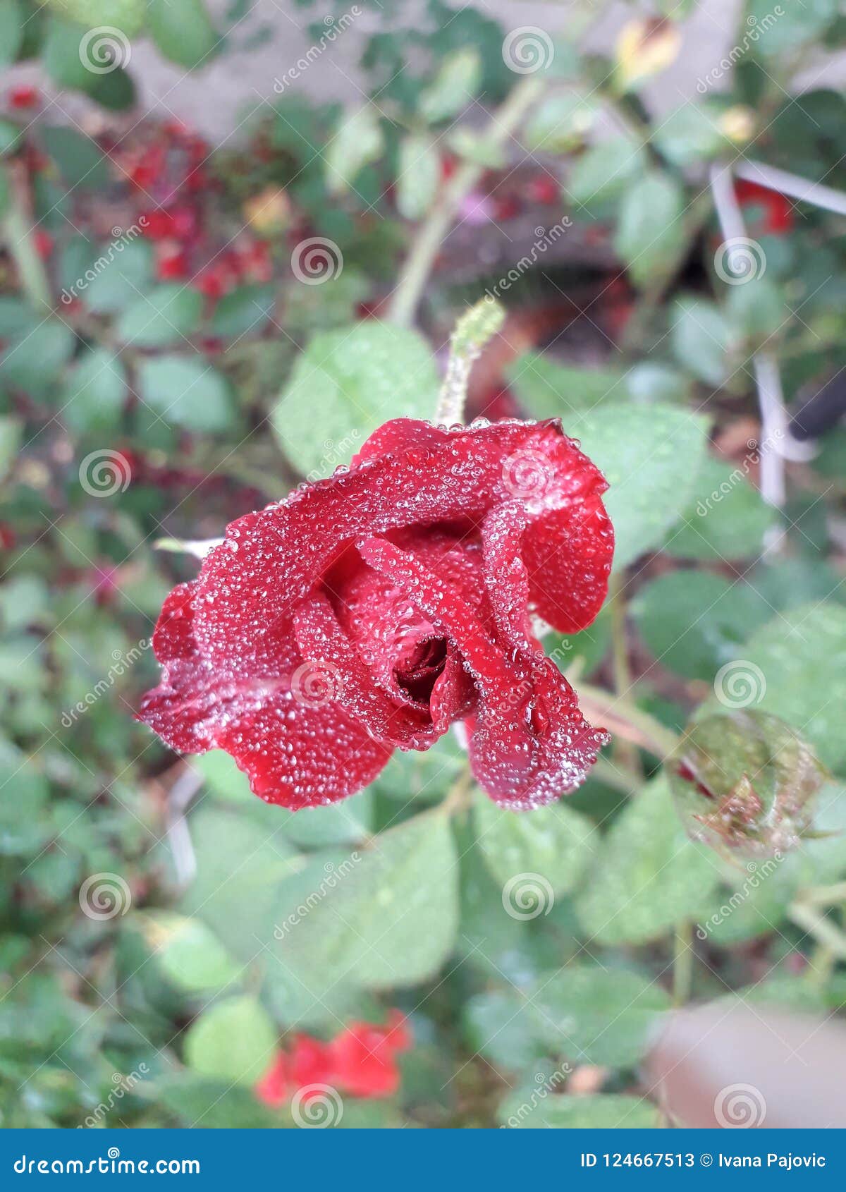 Iva stock image. Image of azure, rose, beautiful - 124667513