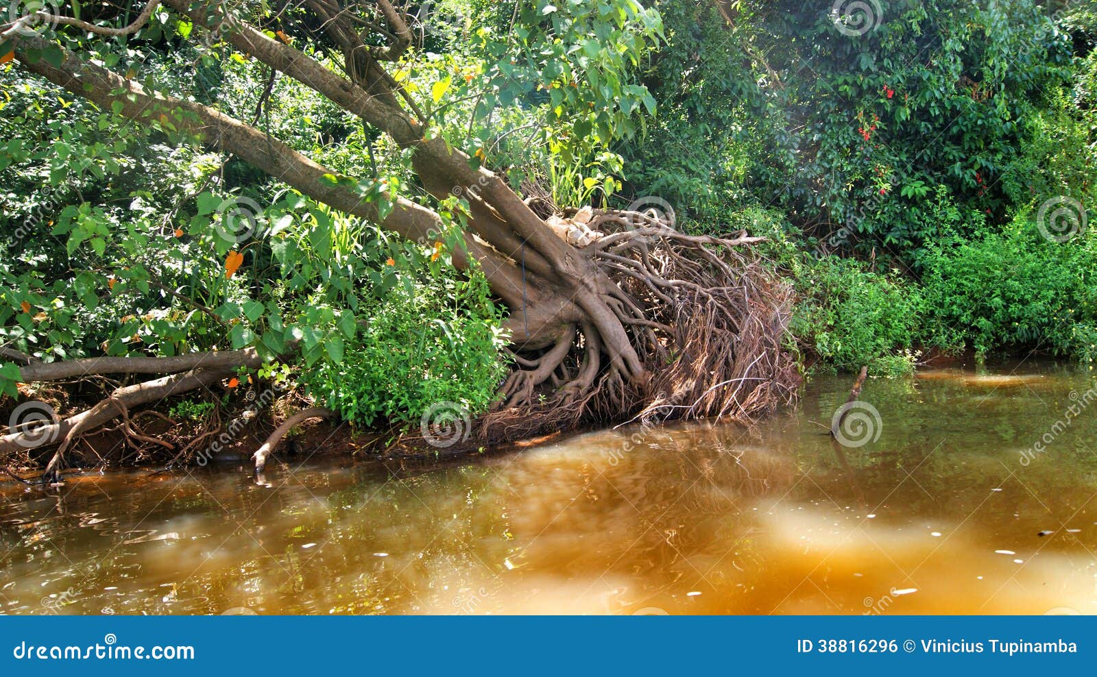 Ivai River stock photo. Image of south, parana, river - 38816296