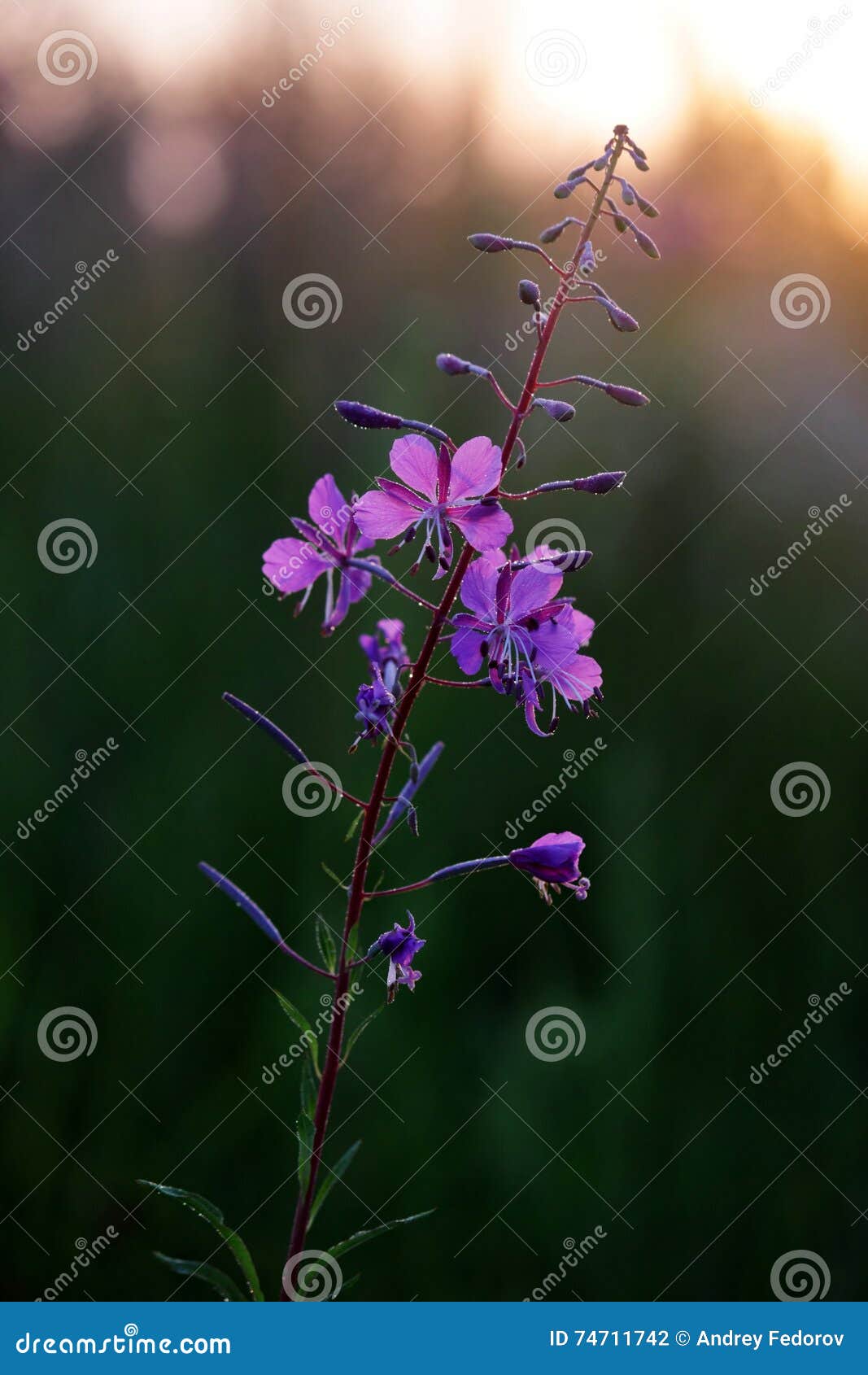 Ivan tea stock photo. Image of beverage, herbs, pink - 74711742
