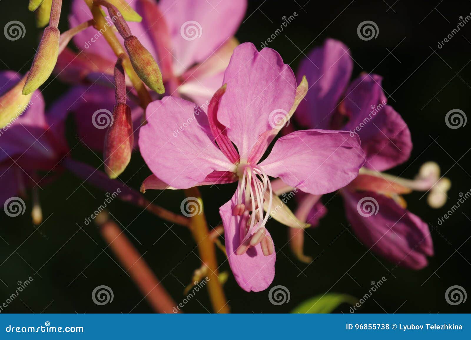 Ivan tea stock photo. Image of plant, siberian, bloom - 96855738