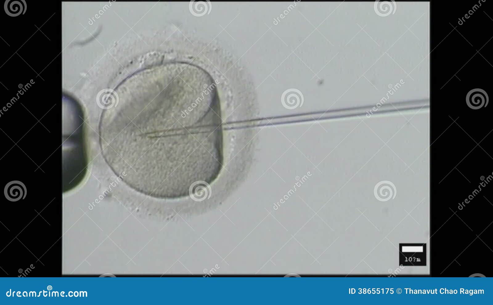 IVF stock video. Video of embryologist, embryology, equipment - 38655175