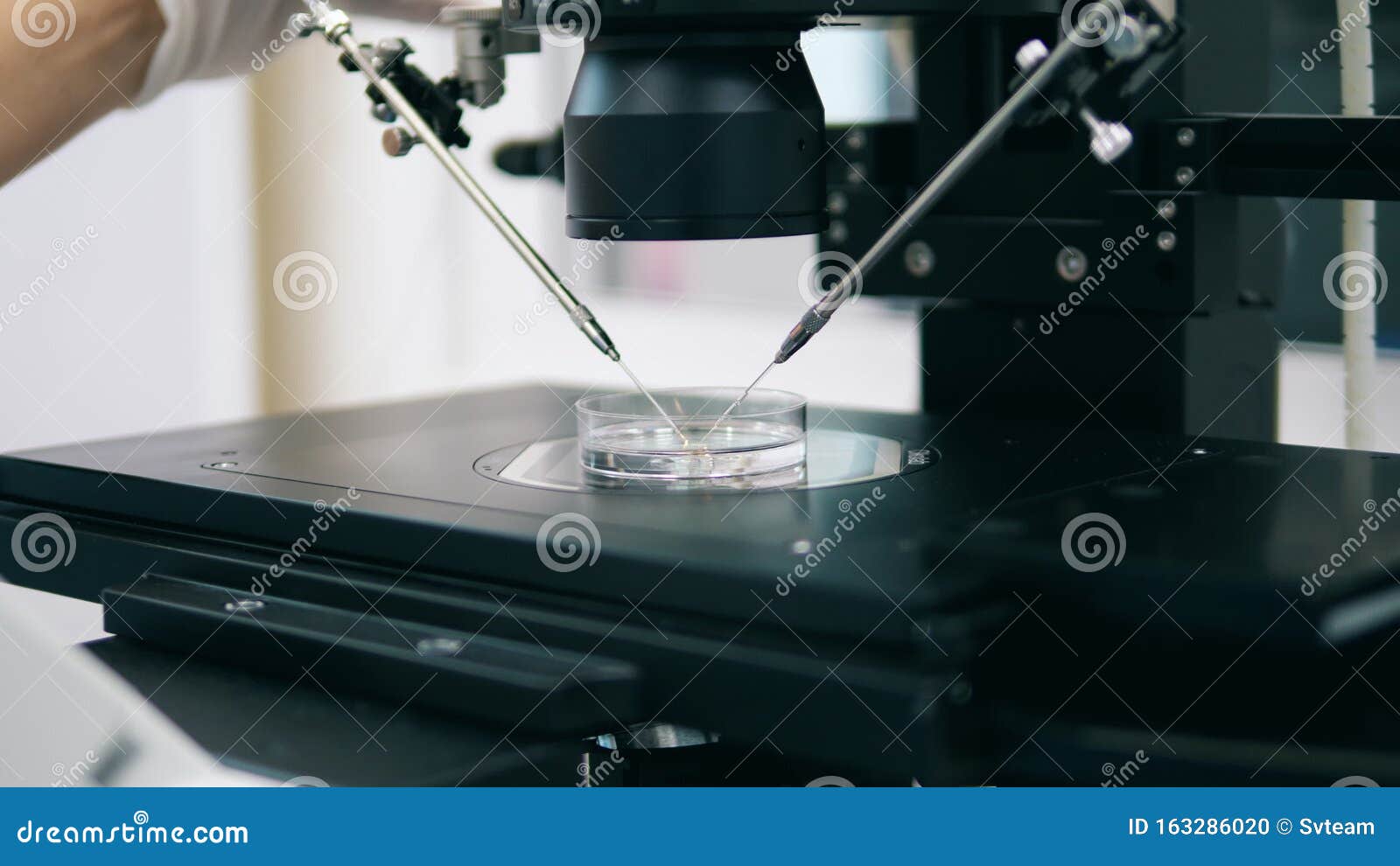 IVF, in Vitro Fertilisation Process Held in Lab. Liquid Substance is ...
