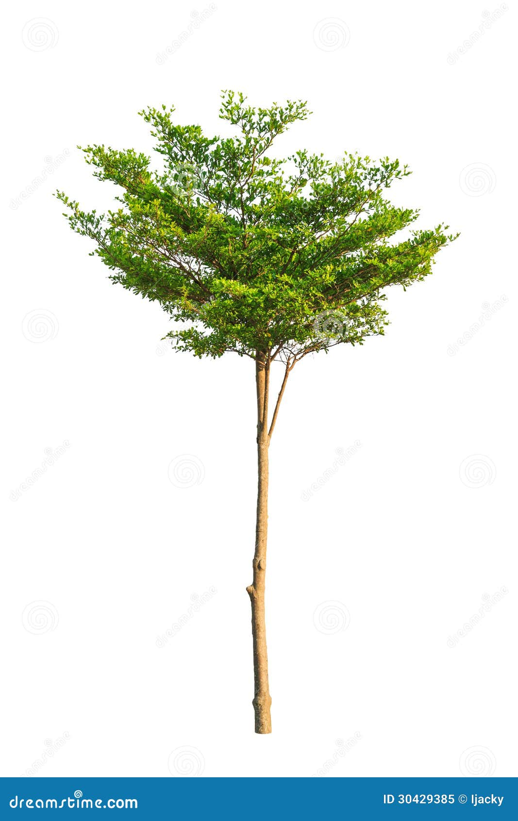 Ivorensis de Terminalia imagem de stock. Imagem de ecologia - 30429385