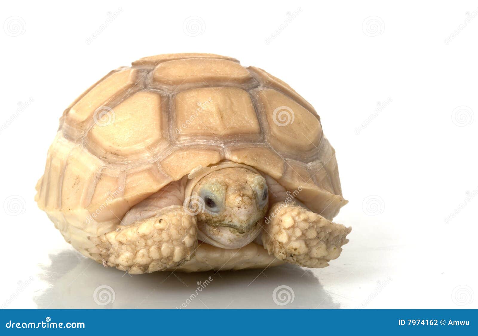 Ivory African Spurred Tortoise Stock Photo - Image of turtle, longevity ...