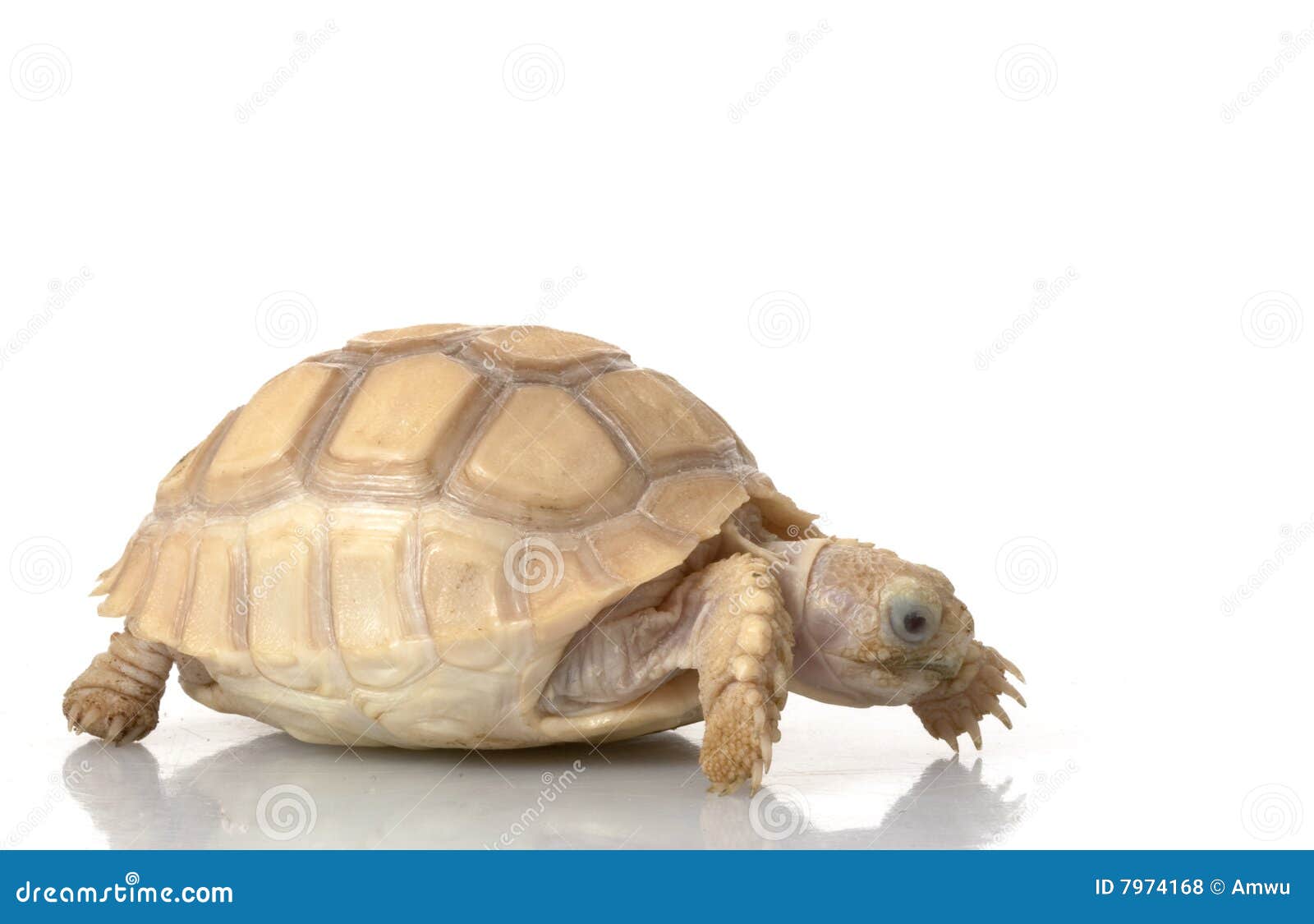 Ivory African Spurred Tortoise Stock Photo - Image of beauty ...