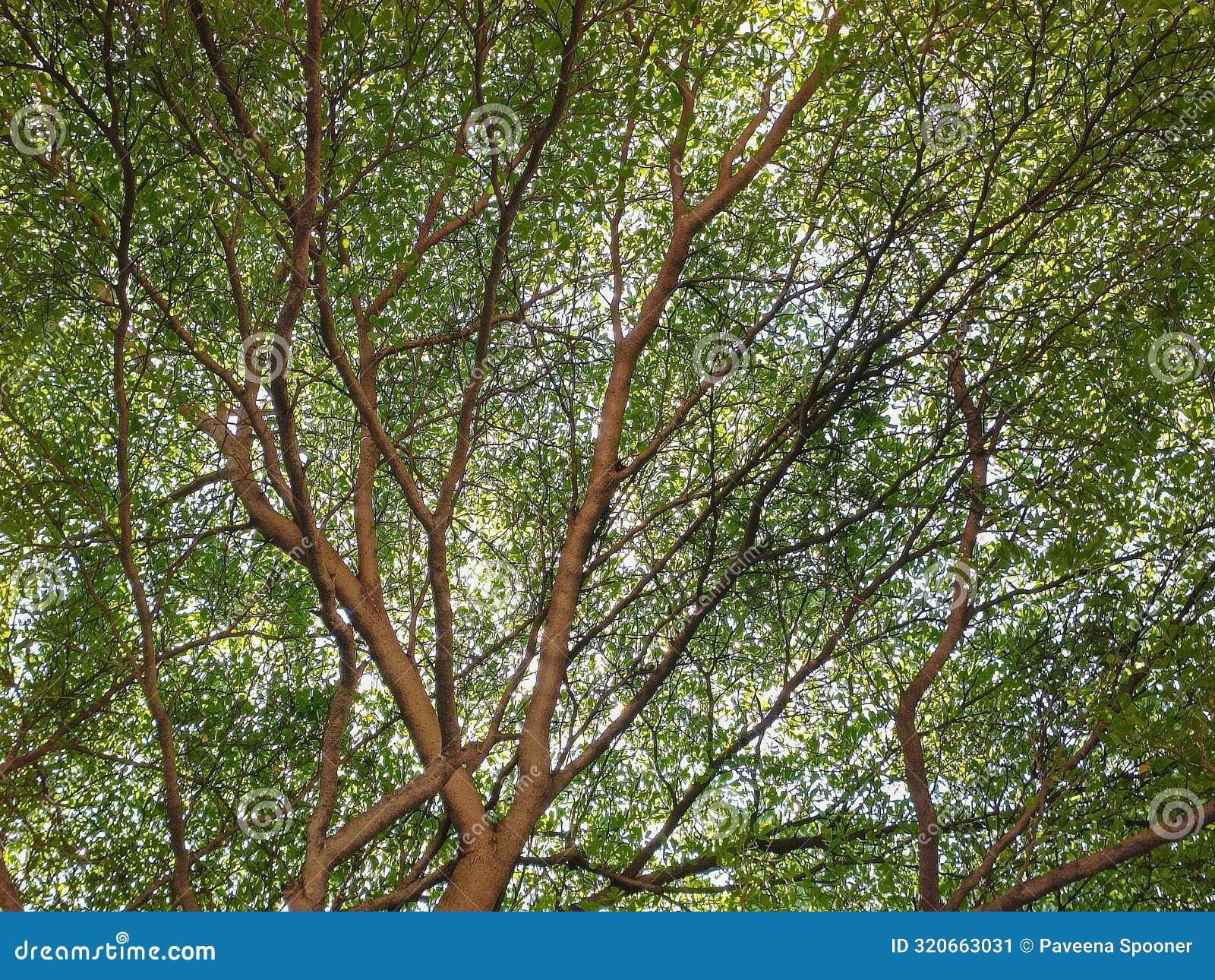 Ivory Coast Almond, Black Afara, Large Dry Deciduous Tree. Stock Image ...