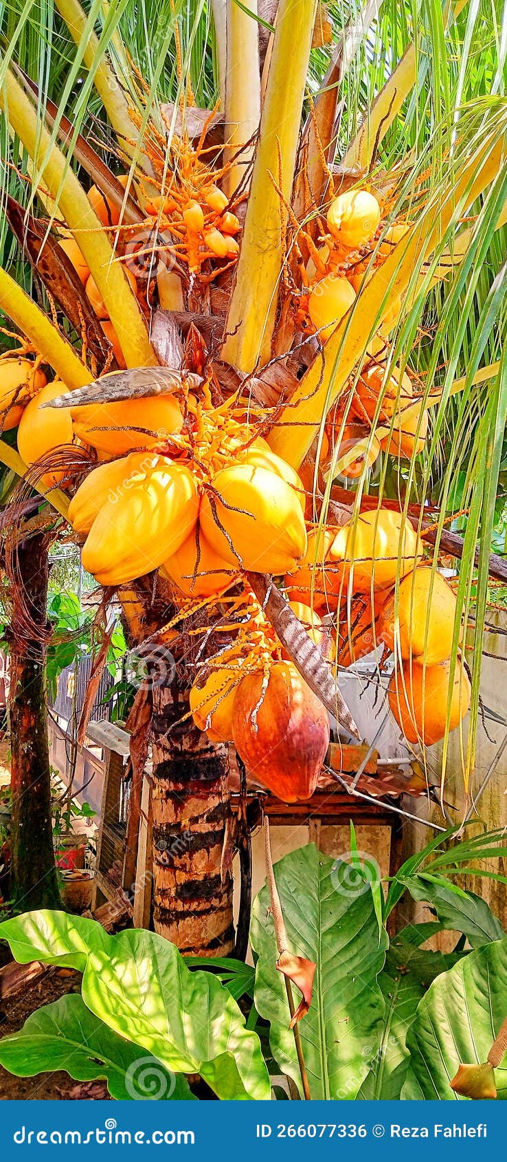 Ivory Coconut is a Mini-shaped Coconut Plant Stock Photo - Image of ...