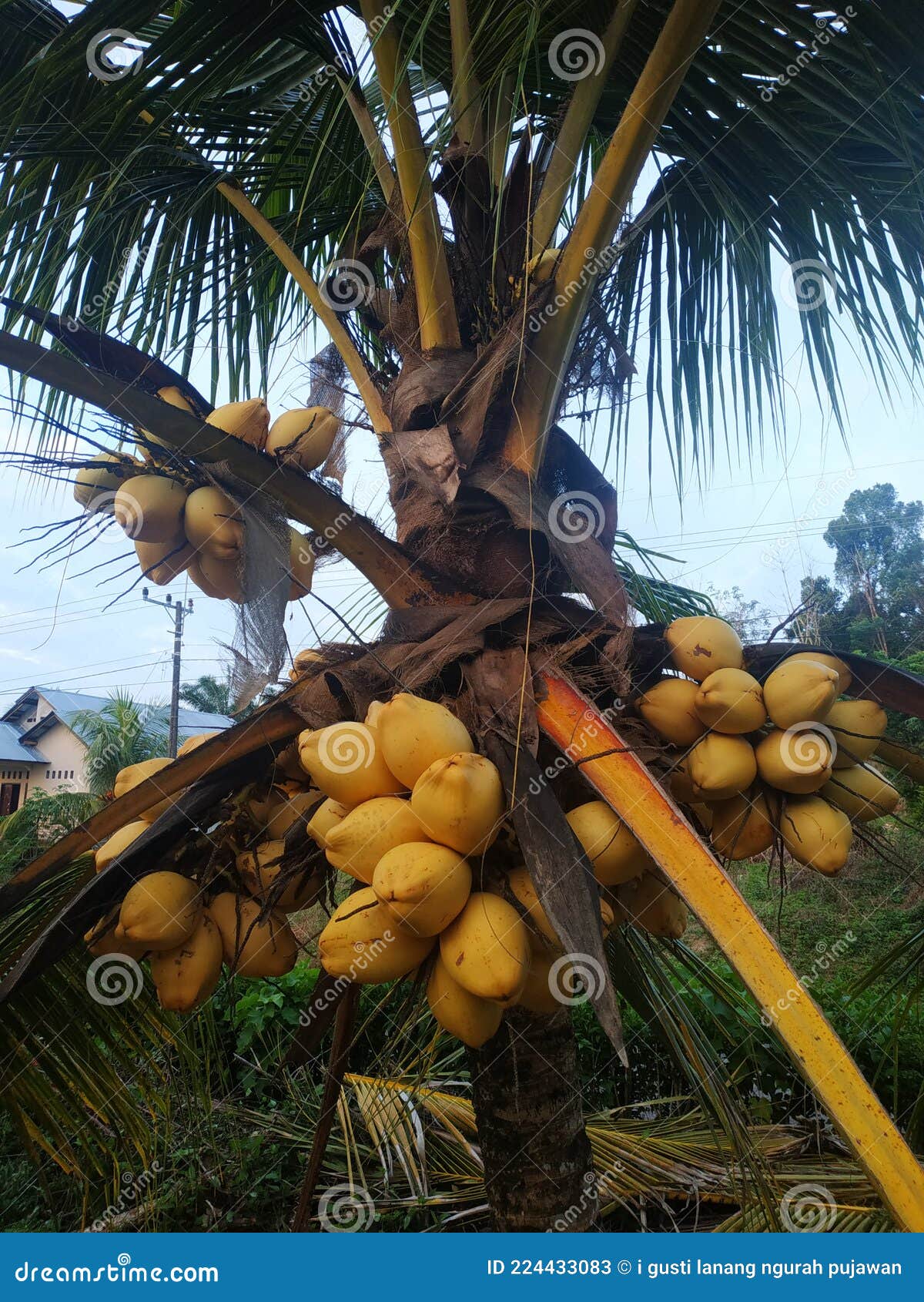 Ivory Coconut Tree that Bears Very Heavy Fruit Stock Image - Image of ...