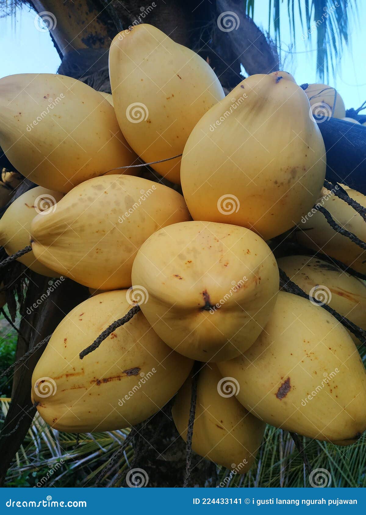 Ivory Coconut Tree that Bears Very Heavy Fruit Stock Image - Image of ...