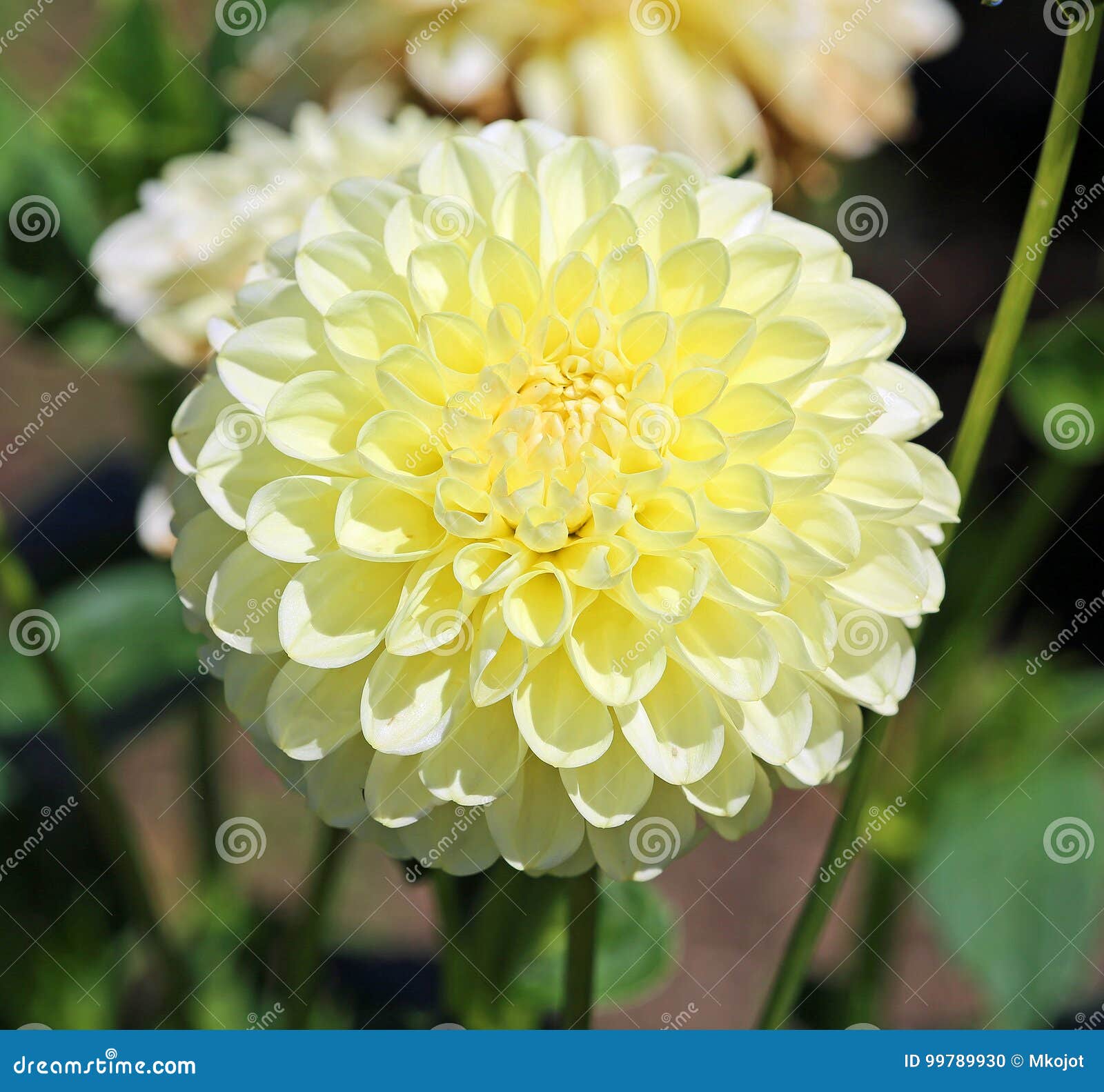Ivory dahlia stock photo. Image of pretty, green, flora - 99789930