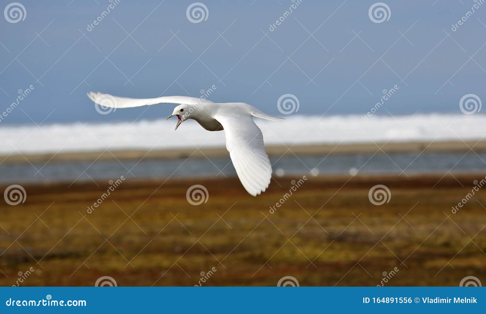 Ivory Gull in the Arctic stock photo. Image of land - 164891556