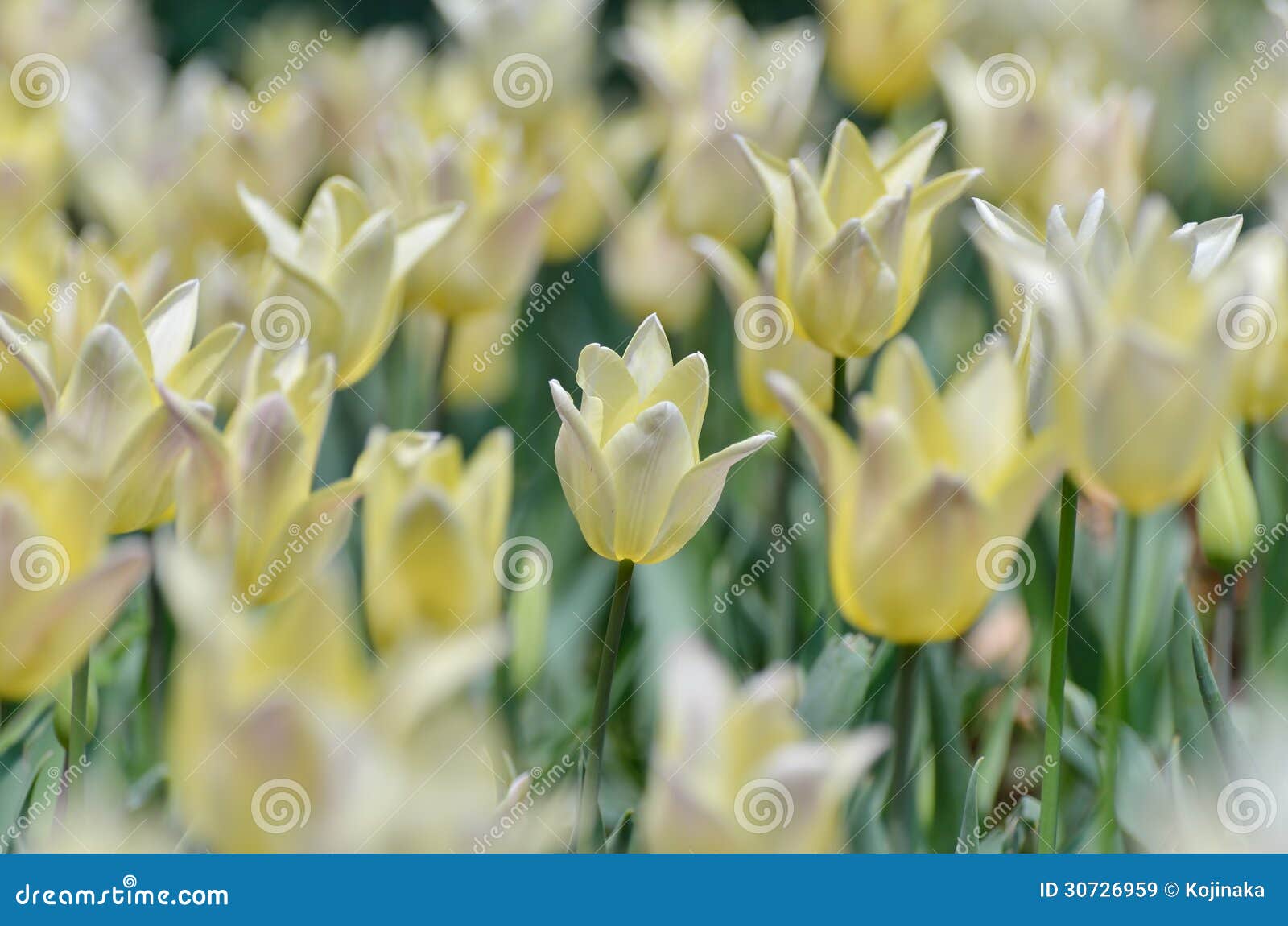 Ivory and Pink tulips. stock image. Image of cream, season - 30726959