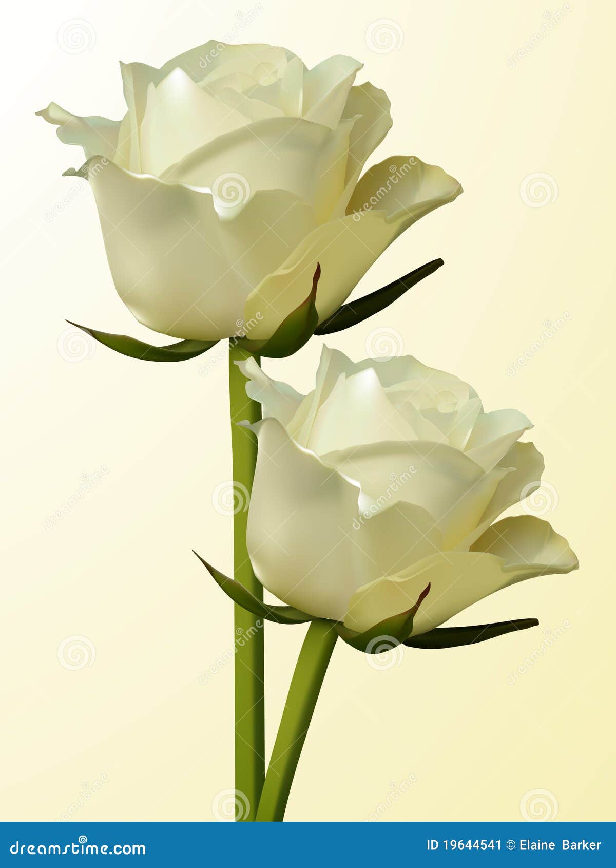 Ivory roses stock vector. Illustration of background - 19644541
