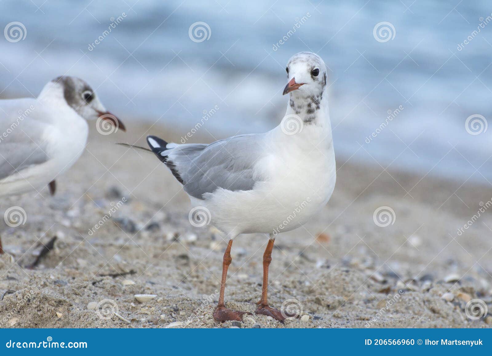 Ivory Seagull on a Sandy Beach Stock Photo - Image of gull, protection ...