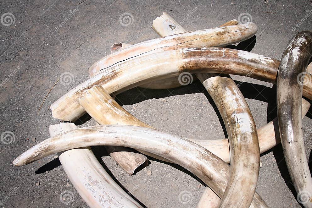 Ivory Tusks stock photo. Image of poaching, african, tusks - 1137730