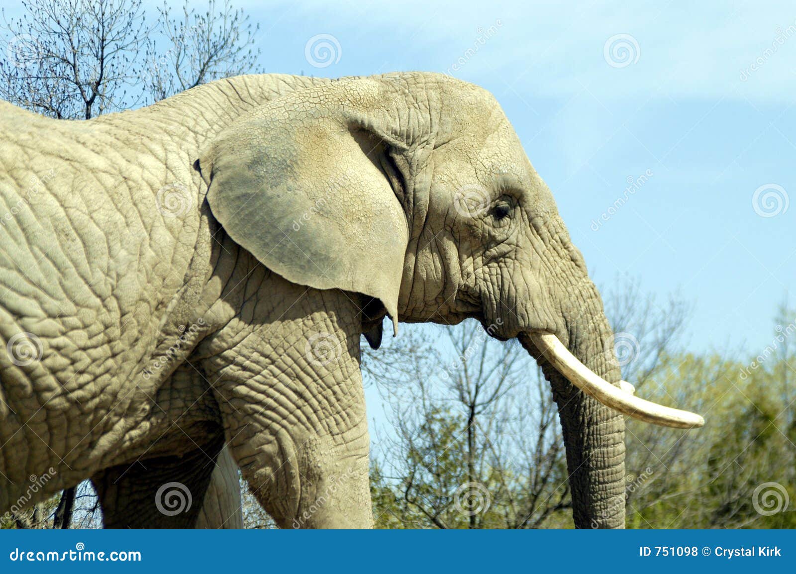 Ivory tusks stock photo. Image of elephant, animal, blue - 751098